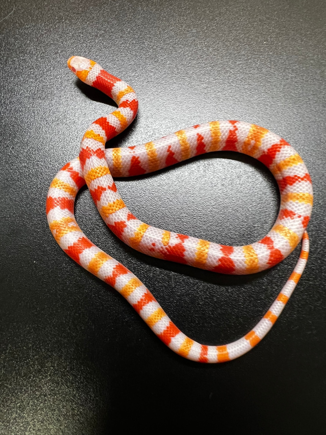 High White Albino Tangerine Honduran Milk Snake by The Breeding ...