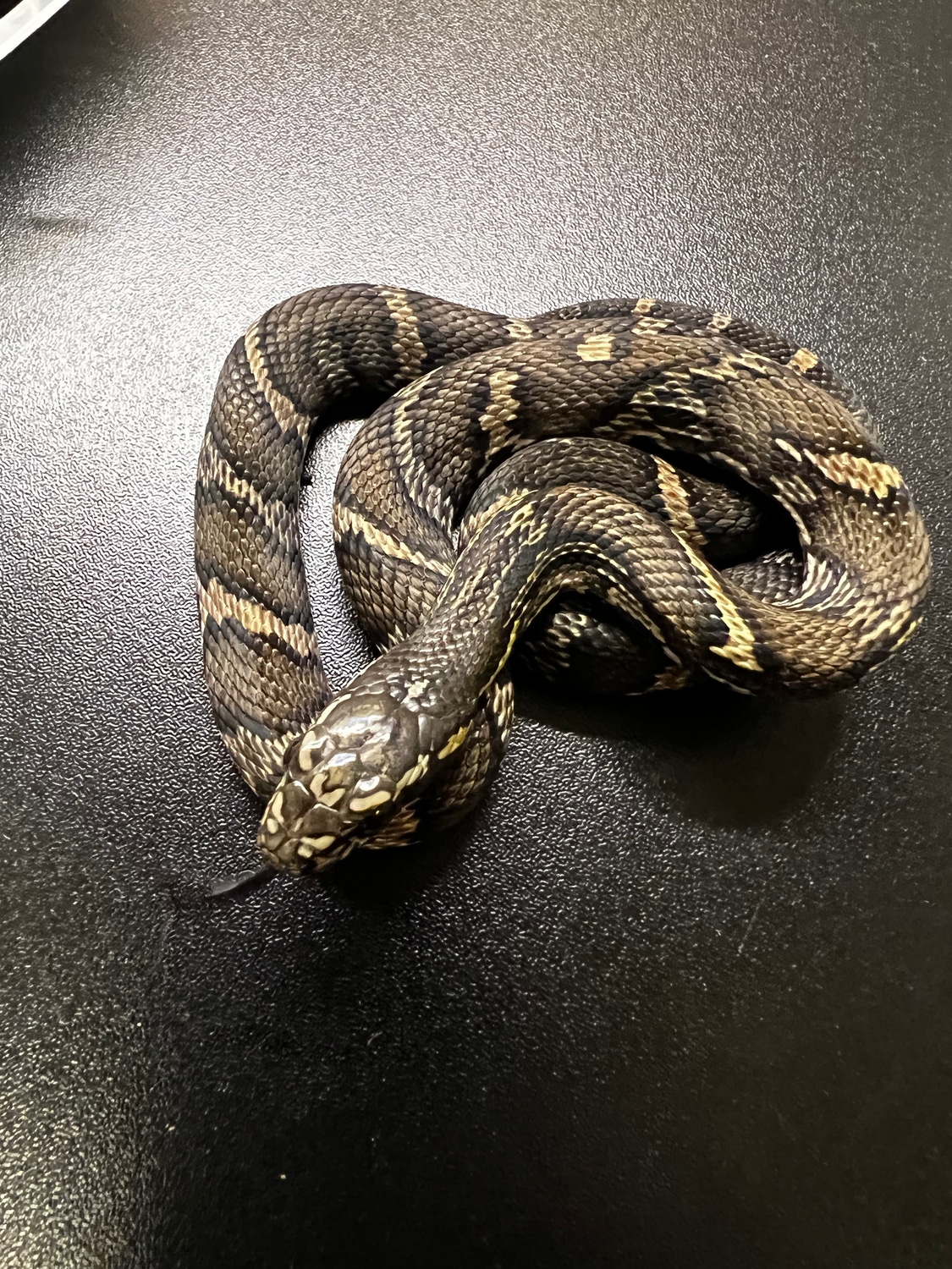 Pair Of Russian Ratsnakes Other Rat Snake by The Breeding Laboratory ...