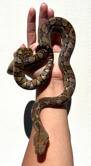 Wild Type Het Albino Reticulated Python by The Breeding Laboratory