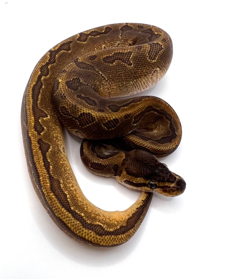 Enchi Blackhead Pinstripe Ball Python by The Breeding Laboratory