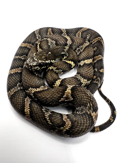 Russian Rat Snake Other Rat Snake by The Breeding Laboratory