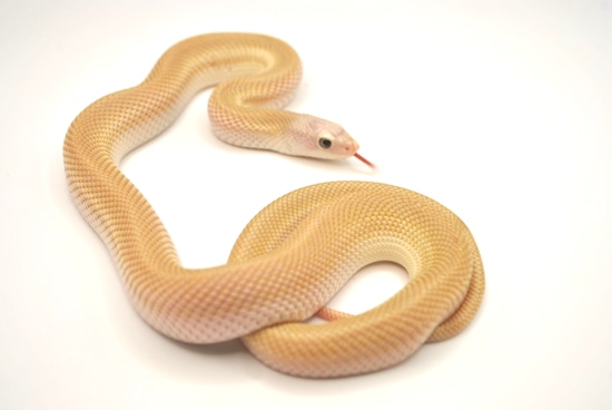 Leucistic Southern Pine Snake by The Breeding Laboratory