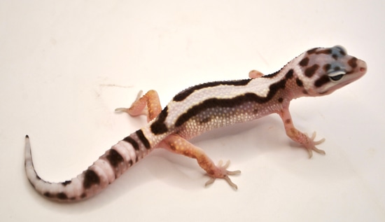 Mack Snow Bold Stripe Leopard Gecko by The Breeding Laboratory