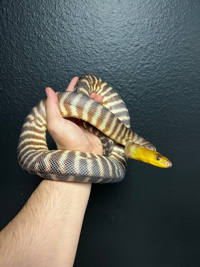 Dark Woma Woma Python by The Breeding Laboratory