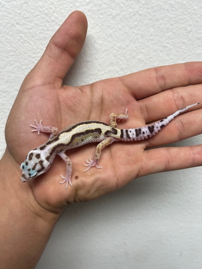 Mack Snow Bold Stripe Leopard Gecko by The Breeding Laboratory