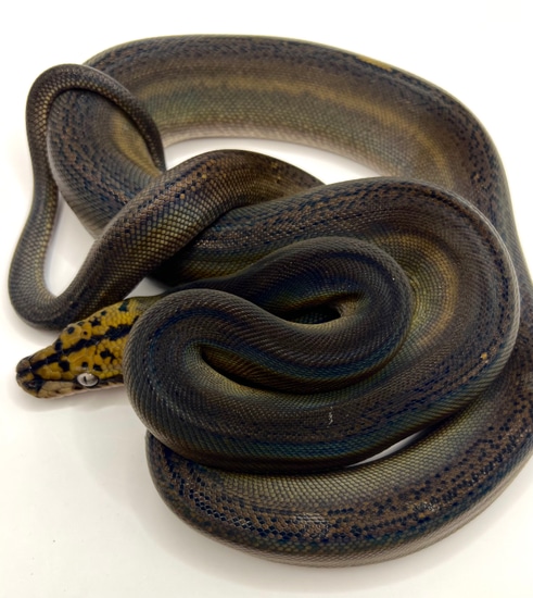 Motley Goldenchild Reticulated Python by The Breeding Laboratory