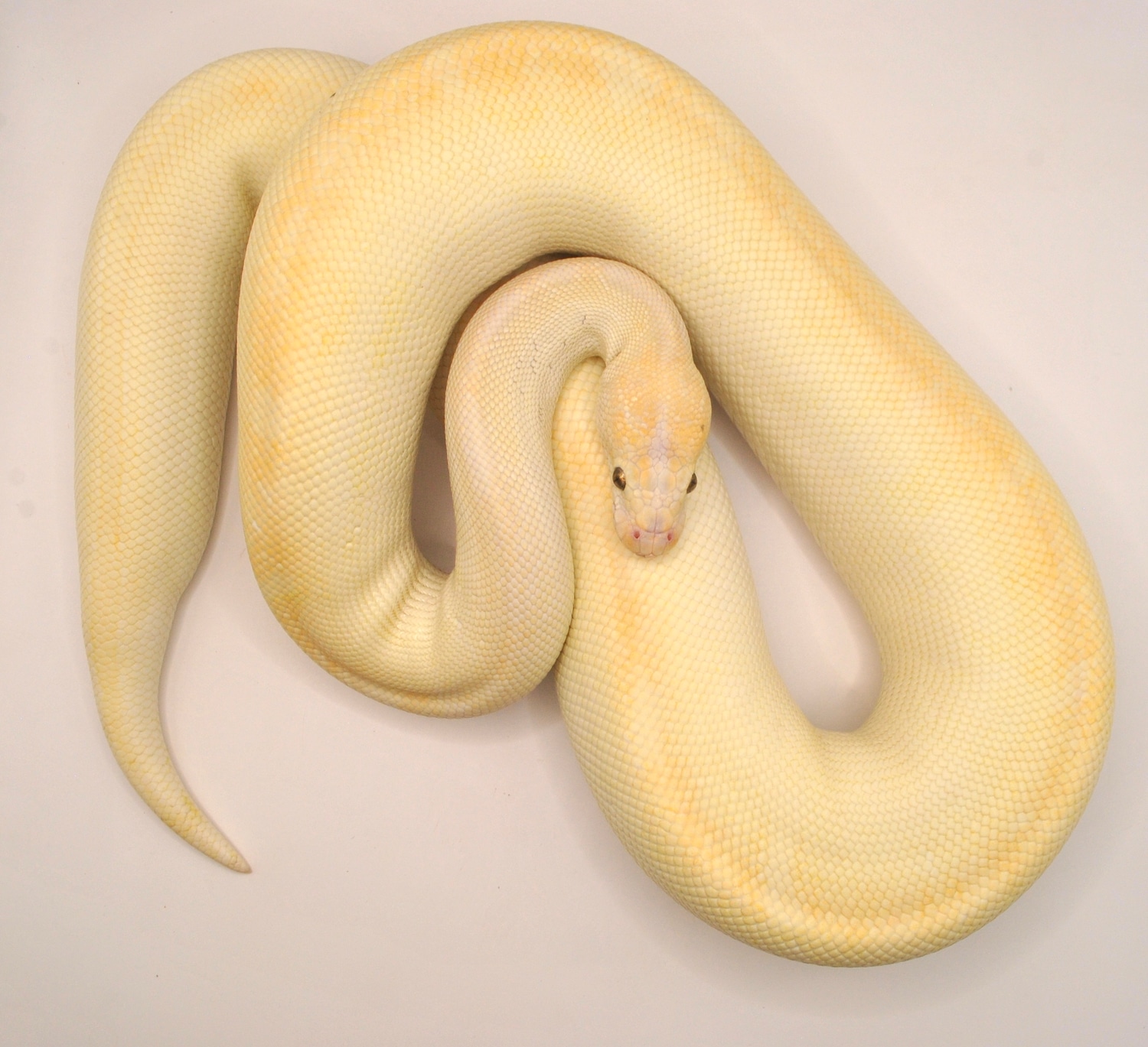 Lesser Crystal Ball Python by The Breeding Laboratory - MorphMarket