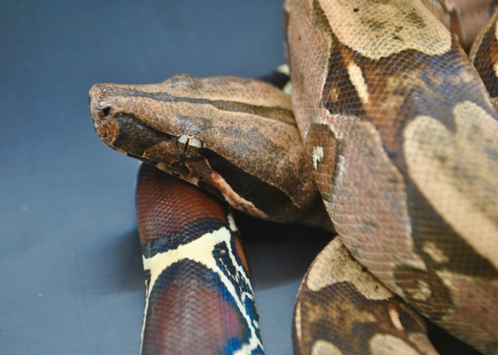 High Pink Surinam True Red-Tailed Boa Constrictor by The Breeding ...