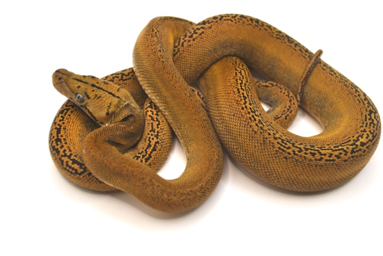 Platinum Goldenchild Reticulated Python by The Breeding Laboratory