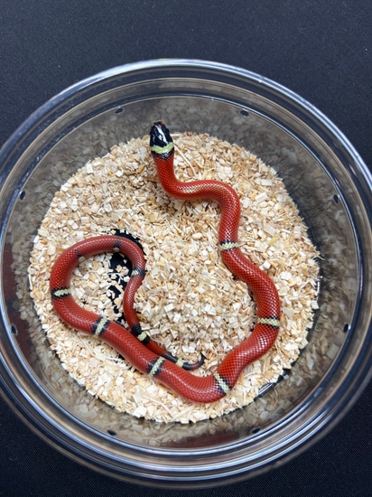 Pair Of Reduced Pattern Sinaloans Sinaloan Milk Snake by The Breeding ...
