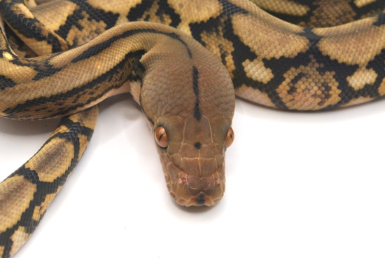 25% Kalatoa Tiger Het Anery Ph Snow Reticulated Python by The Breeding ...