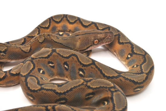 25% Kalatoa Sunfire Het Anery Ph Snow Reticulated Python by The Breeding Laboratory