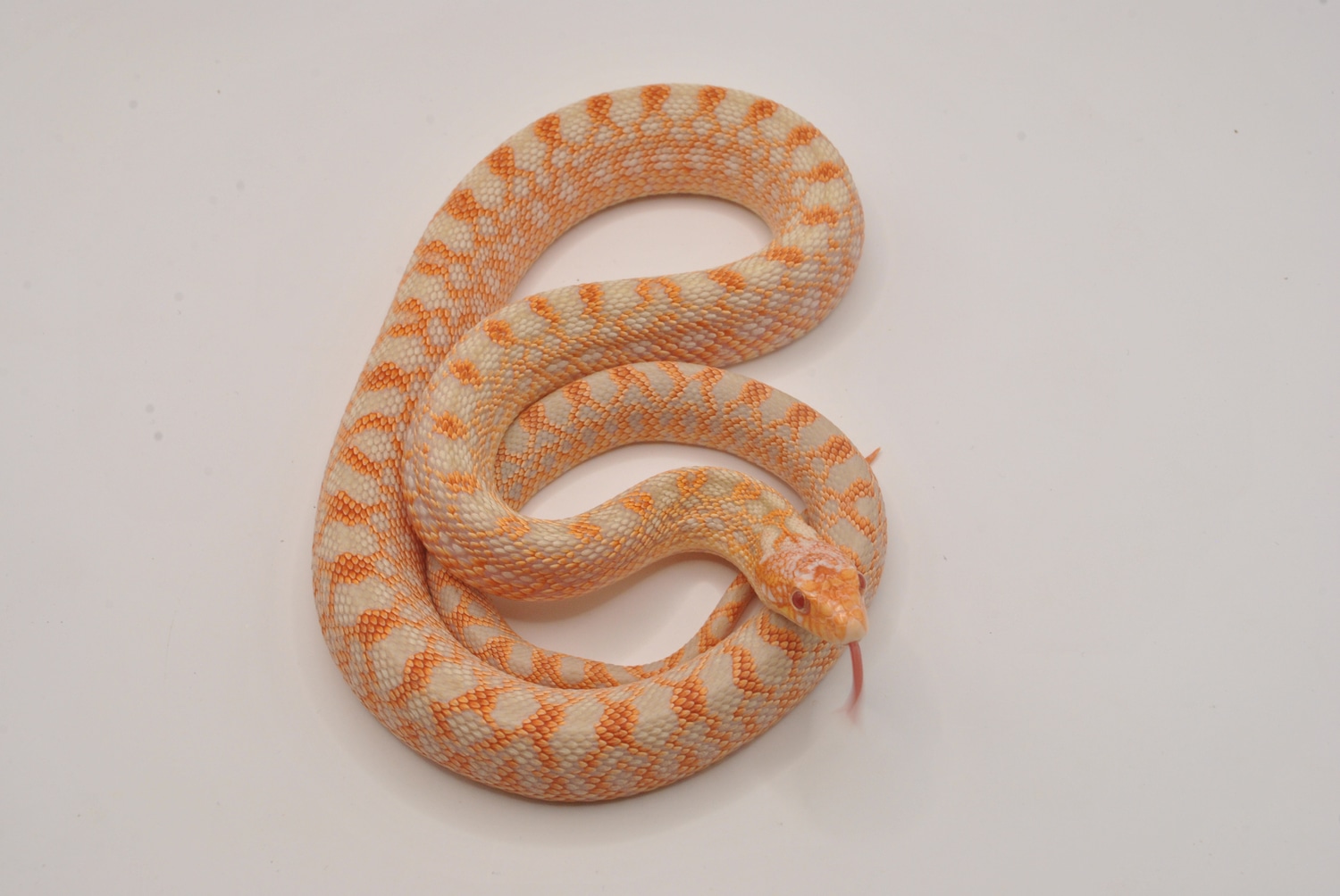 Hypo Red Albino Bullsnake by The Breeding Laboratory - MorphMarket