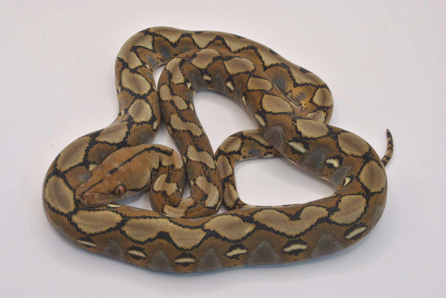 25% SD Wild Type Het Anery Pos Het Snow Reticulated Python by The ...