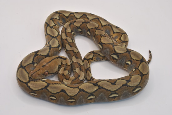25% SD Wild Type Het Anery Pos Het Snow Reticulated Python by The ...