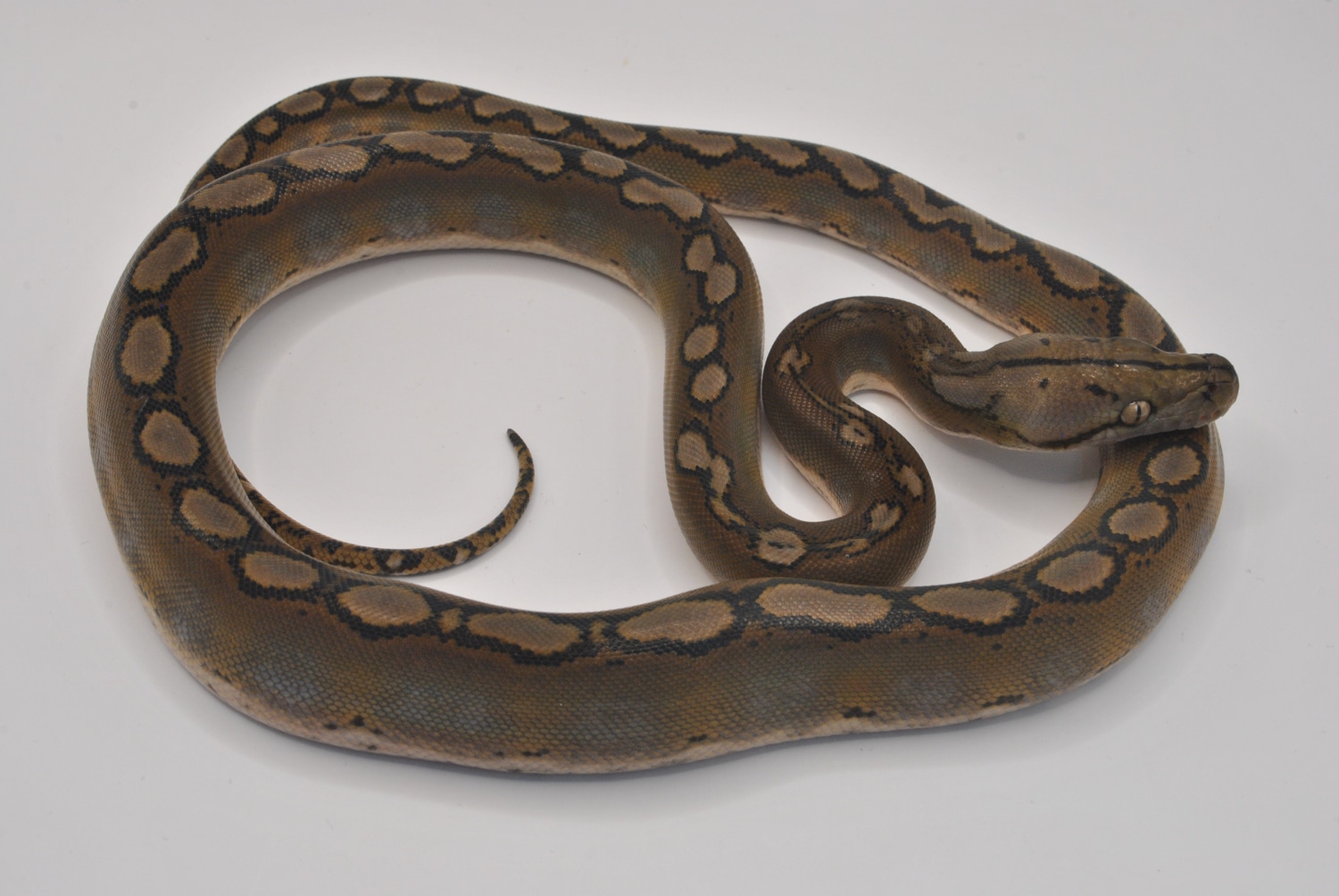 25% SD Motley Het Anery Pos Het Snow Reticulated Python by The Breeding ...