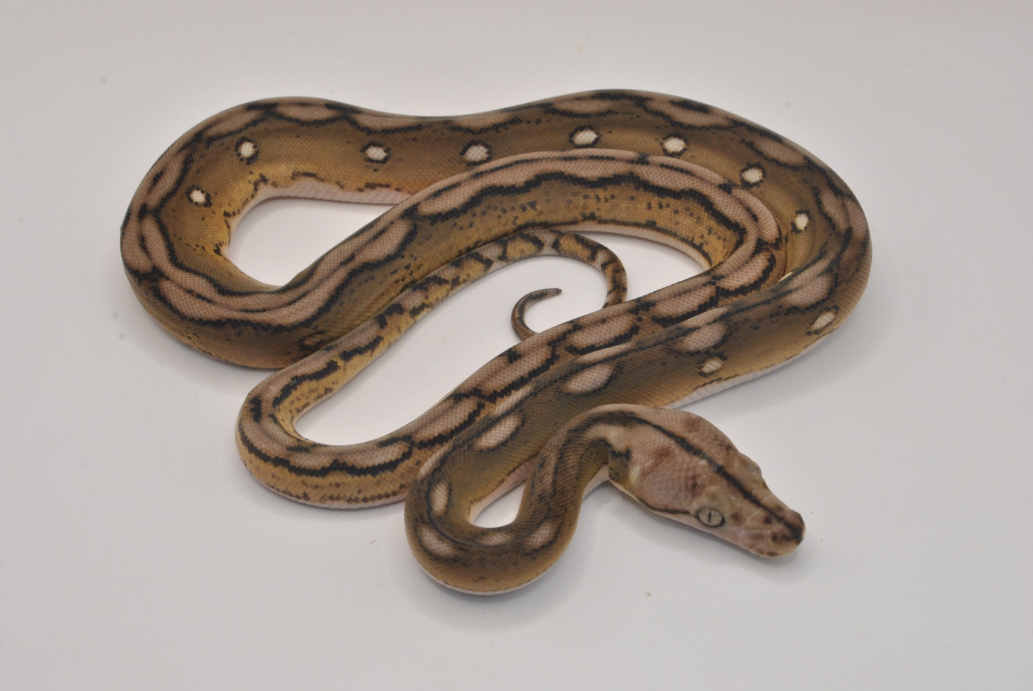 !SALE OF THE WEEK! 25% SD Motley Tiger Het Anery Pos Het Snow ...