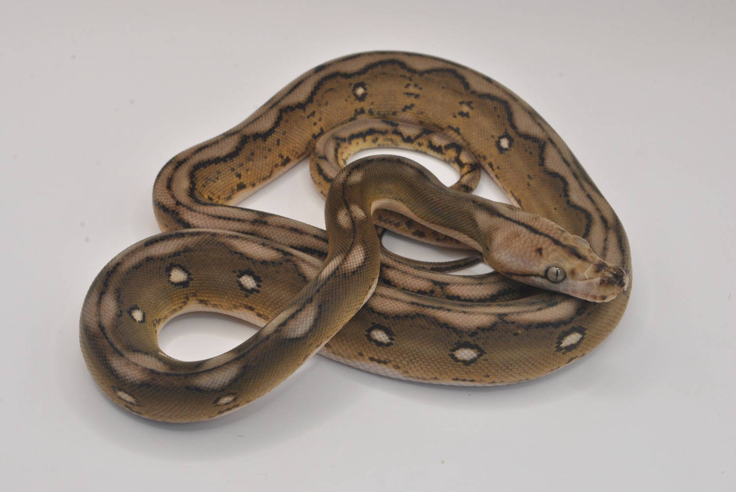 25% SD Motley Tiger Het Anery Pos Het Snow Reticulated Python by The ...