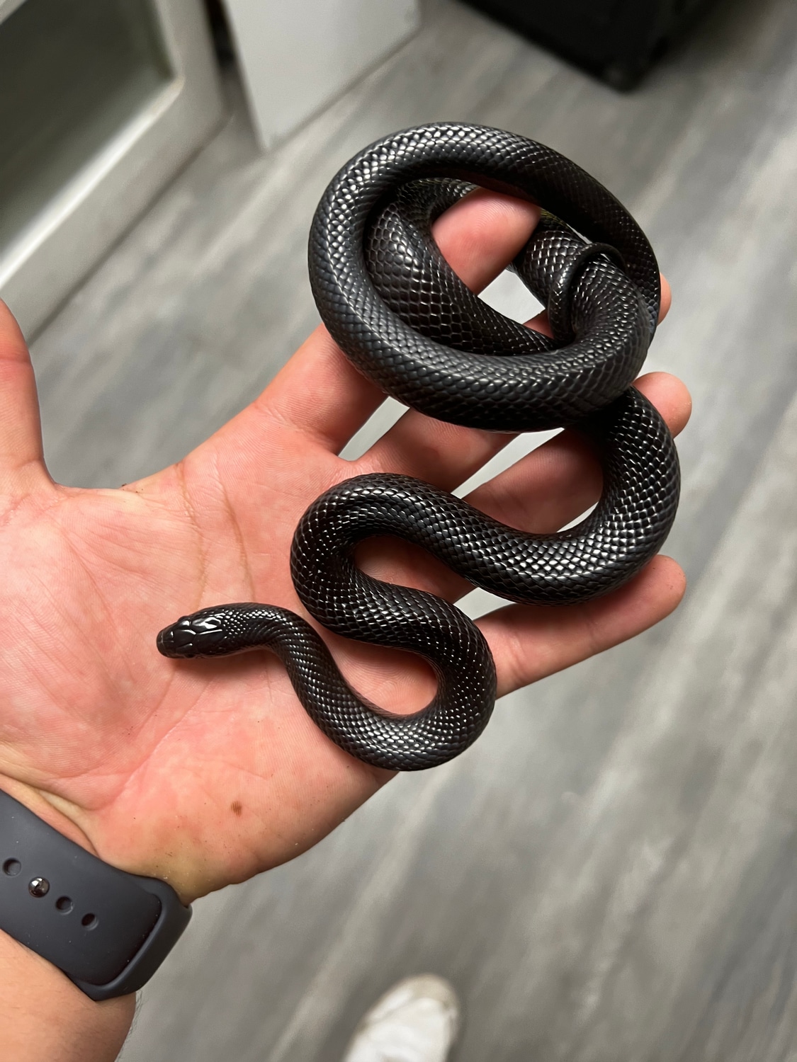Yearling Female MBK Mexican Black Kingsnake by The Breeding Laboratory ...