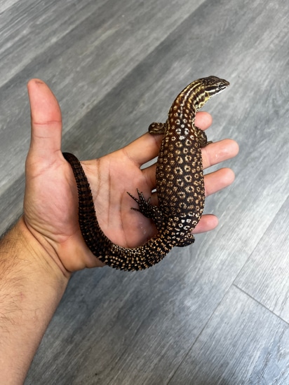 Young Adult Red Ackie Ackie Monitor by The Breeding Laboratory