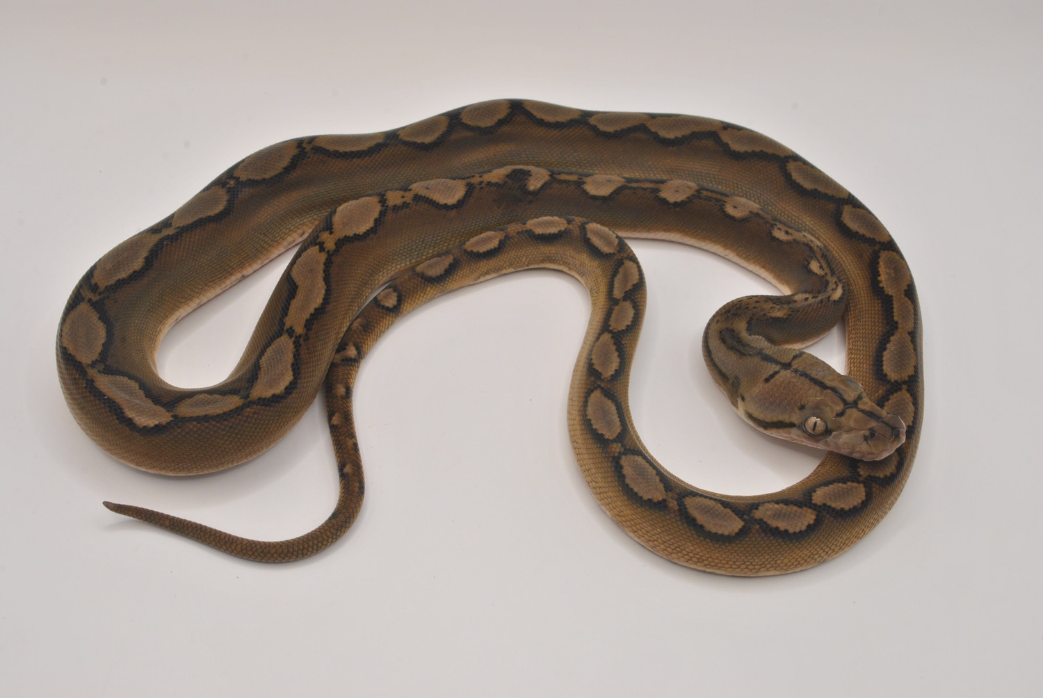 25% SD Sunfire Motley Het Anery Pos Het Snow Reticulated Python by The ...