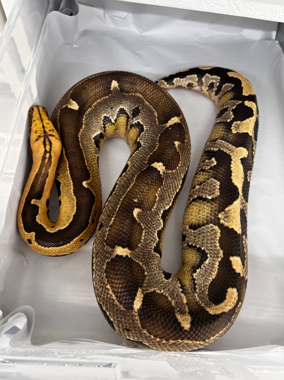 Crazy Striped Orange Head Borneo Short-Tailed Python by The Breeding ...