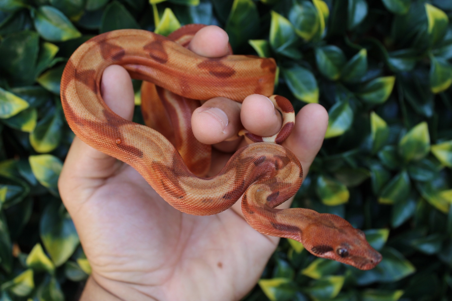 (EU Bloodline) Salmon Berry Blood Boa Constrictor by The Breeding ...