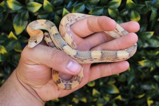 Mexican Pine Snake by The Breeding Laboratory