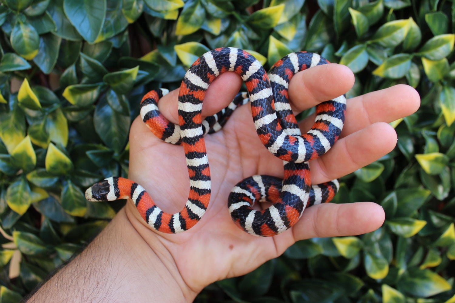 Prescott Arizona Mountain Kingsnake by The Breeding Laboratory ...