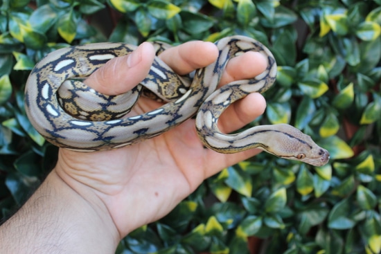 Super Dwarf Tiger Reticulated Python by The Breeding Laboratory