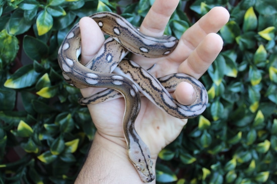 Super Dwarf Motley Tiger Reticulated Python by The Breeding Laboratory