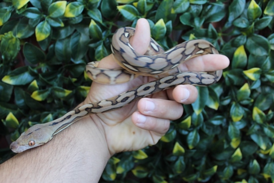 Super Dwarf Suntiger Reticulated Python by The Breeding Laboratory