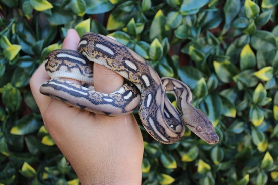 Super Dwarf Tiger Reticulated Python by The Breeding Laboratory