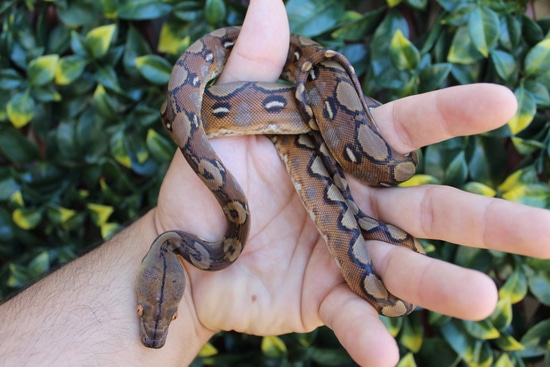 Super Dwarf Sunfire Reticulated Python by The Breeding Laboratory