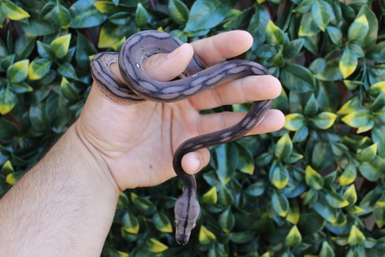 (TINY!) Super Dwarf Motley Tiger Reticulated Python by The Breeding ...