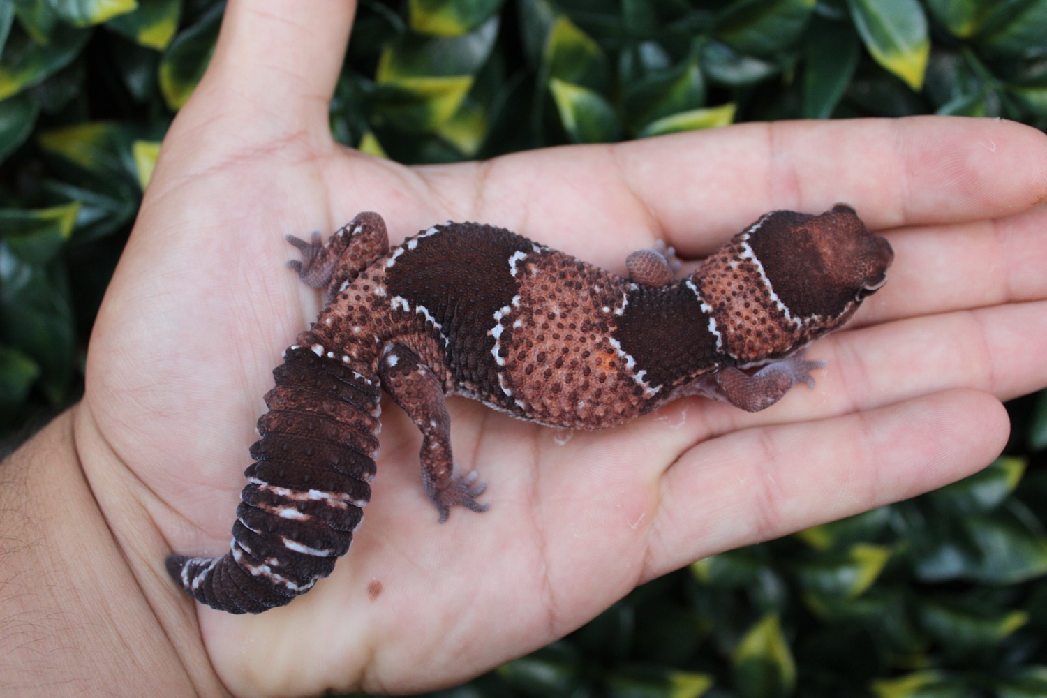 Tangerine Dbl Het Zulu Oreo African Fat-Tailed Gecko by The Breeding ...
