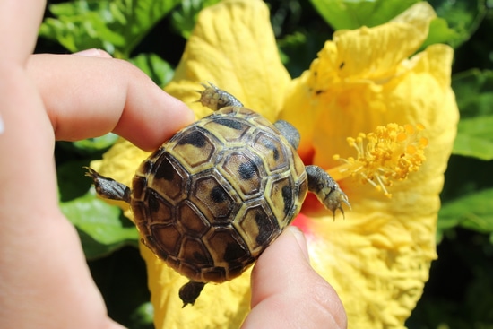 Baby Hermann’s #1 Hermann's Tortoise by The Breeding Laboratory