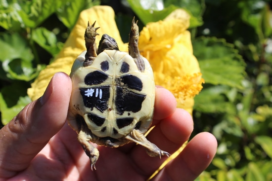 Baby Hermann’s #11 Hermann's Tortoise by The Breeding Laboratory