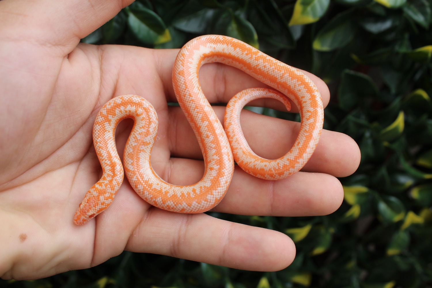 Limburg Albino Rosy Boa by The Breeding Laboratory - MorphMarket