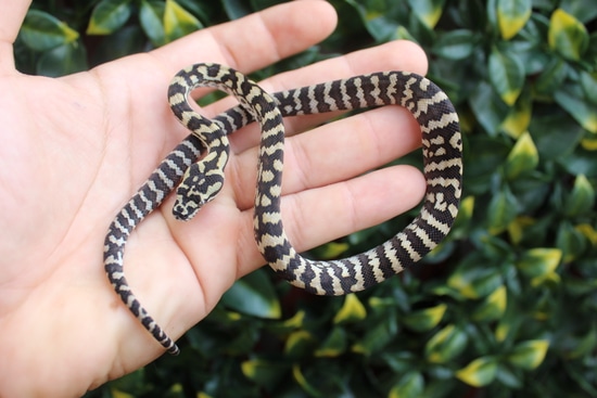 Wow Line Jungle Jungle Carpet Python by The Breeding Laboratory