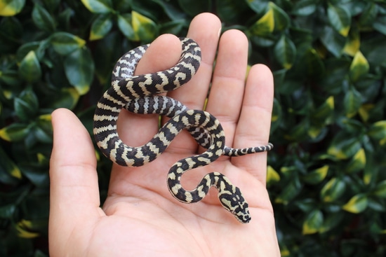 Wow Line Jungle Jungle Carpet Python by The Breeding Laboratory