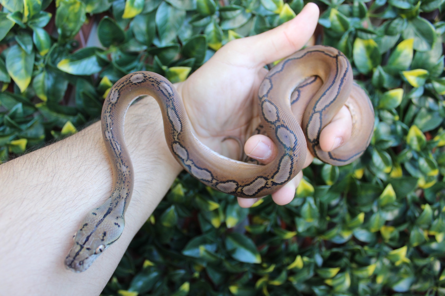 Super Dwarf Sun Motley Reticulated Python by The Breeding Laboratory - MorphMarket