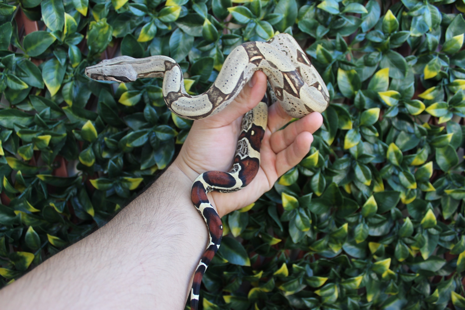 Iquitos Peruvian True True Red-tailed Boa Constrictor by The Breeding ...