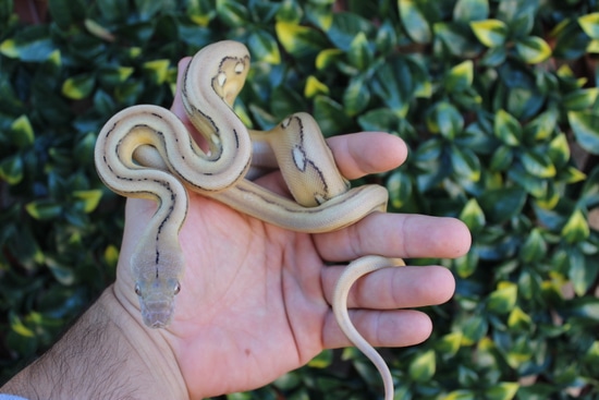 Platinum Sunfire Tiger Reticulated Python by The Breeding Laboratory