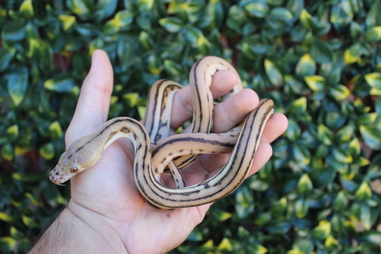 Super Tiger Reticulated Python by The Breeding Laboratory