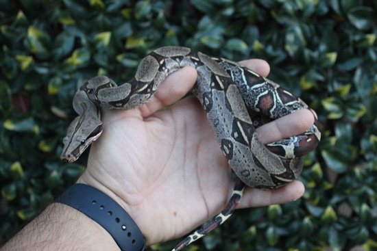 Iquitos True Red Tail True Red-Tailed Boa Constrictor by The Breeding ...