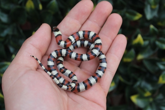 F1 Western Milk Snake (Kansas) Central Plains Milk Snake by The ...