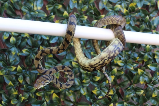 Barneck Scrub Python by The Breeding Laboratory