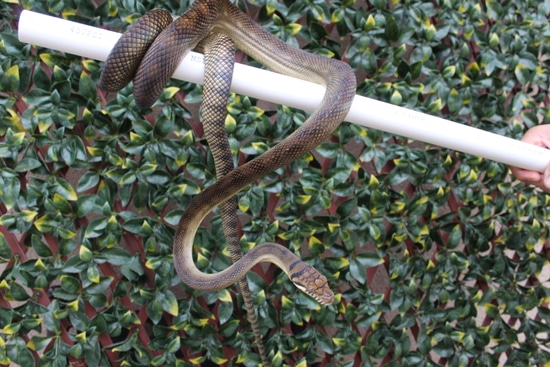Barneck Sorong Scrub Python by The Breeding Laboratory