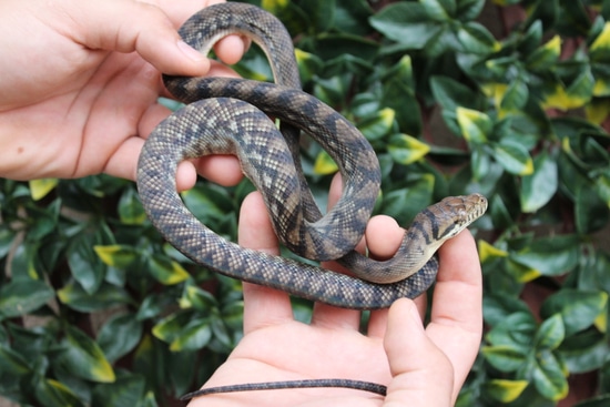 Young Barneck Scrub Python by The Breeding Laboratory